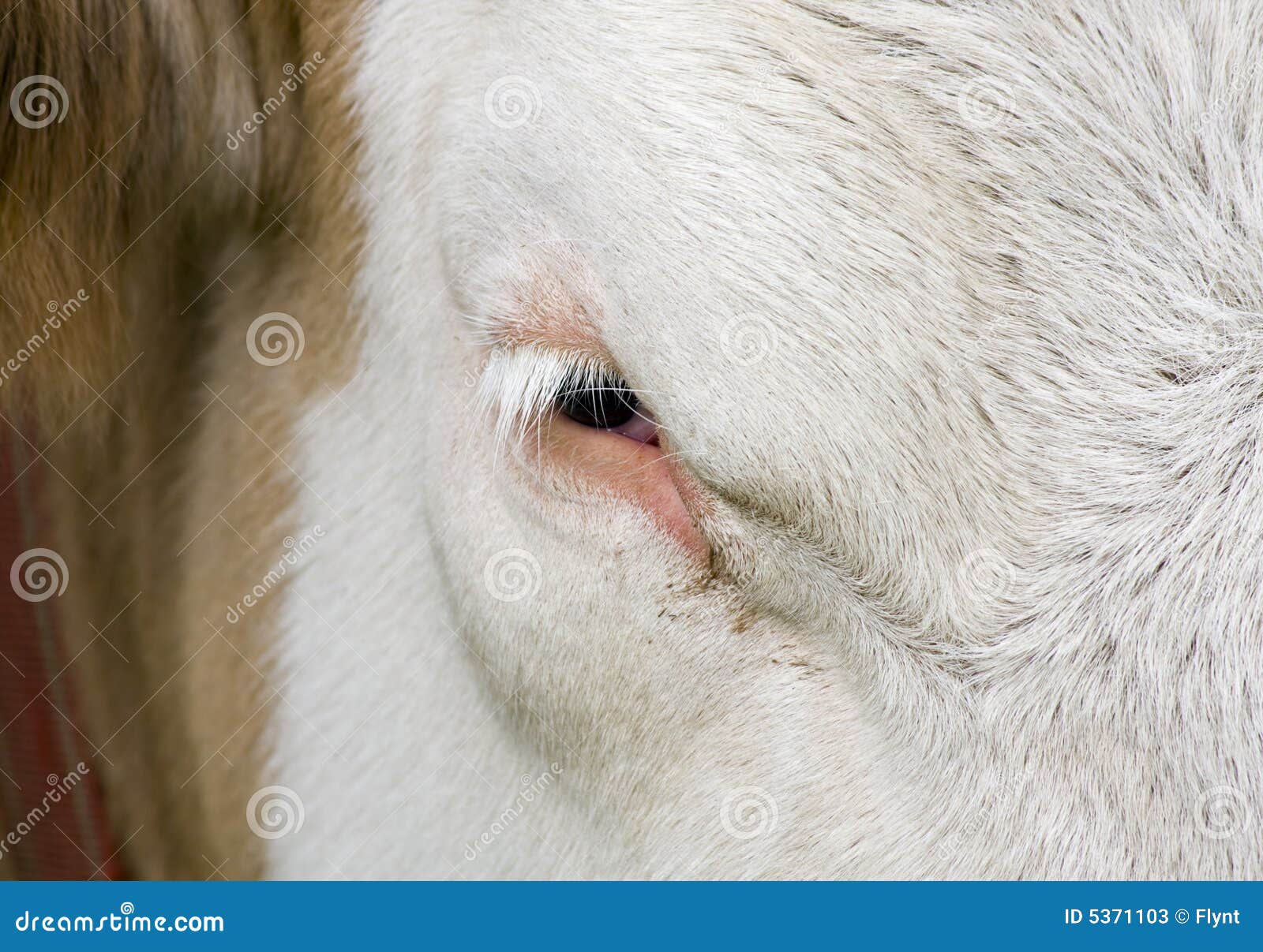 Bulls eye stock image. Image of animal, bullseye, livestock - 5371103