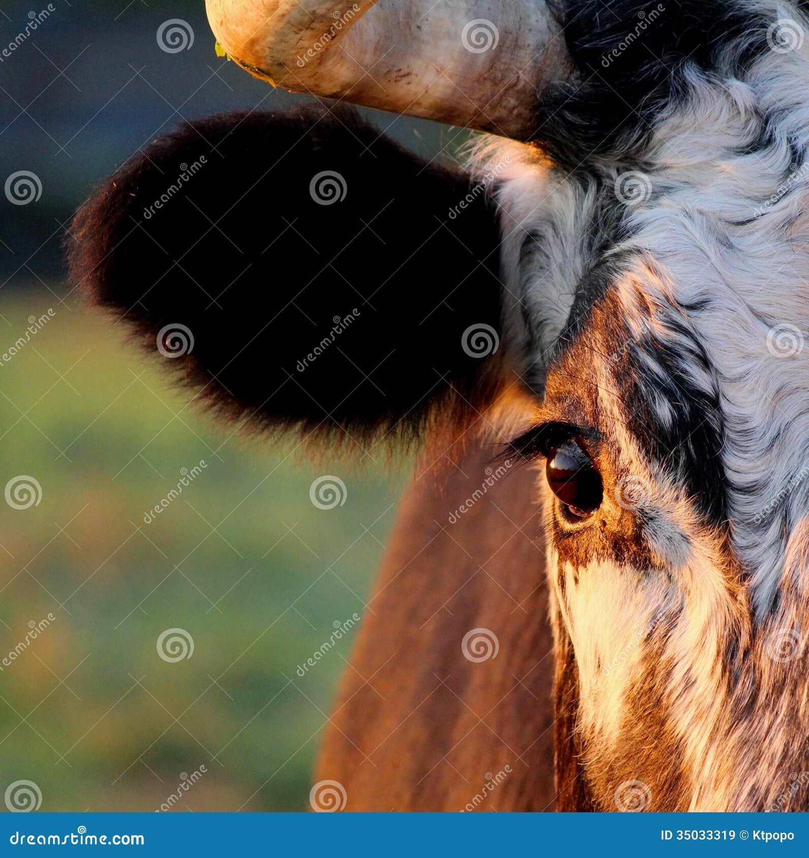 Bulls Eye stock image. Image of animal, bull, bulls, farm - 35033319