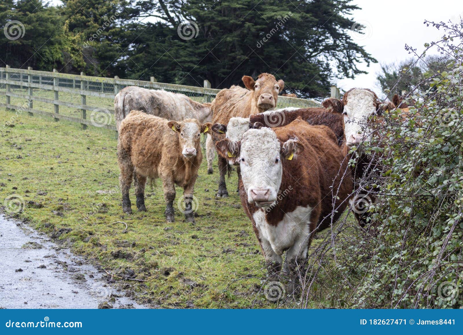 Bulls stock image. Image of livestock, calf, farmland - 182627471