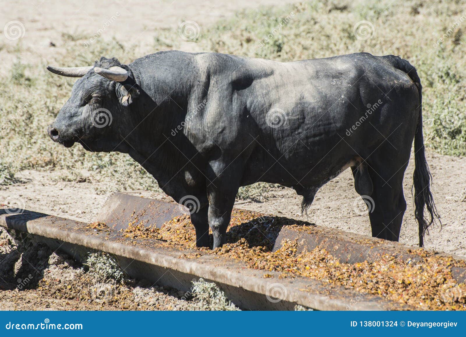 Bulls in a farm stock photo. Image of nature, agricultural - 138001324