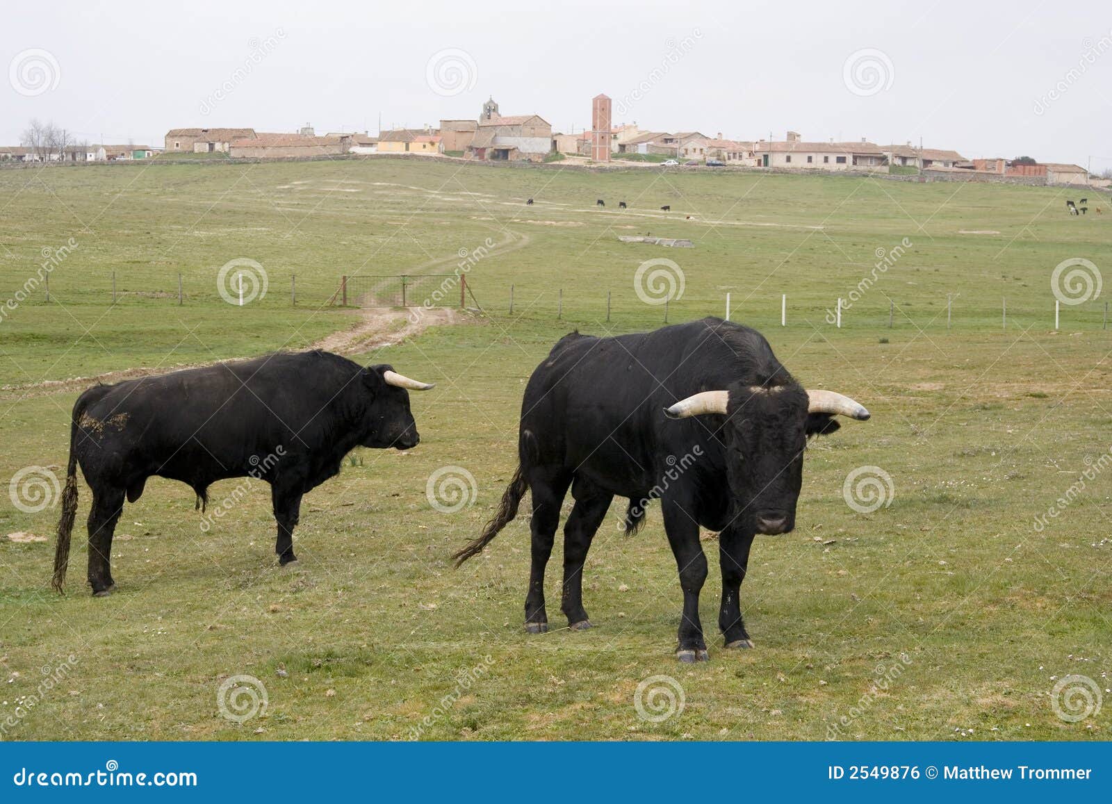 Bulls in a Field stock photo. Image of animal, bravo, livestock - 2549876