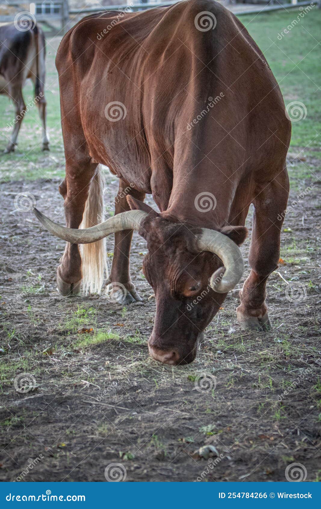 Bulls in a field on a farm stock photo. Image of field - 254784266