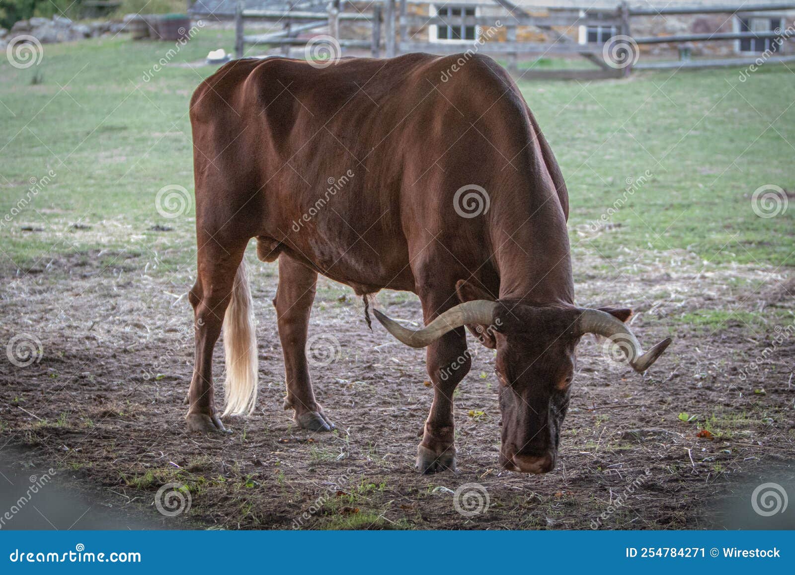 Bulls in a field on a farm stock image. Image of animal - 254784271