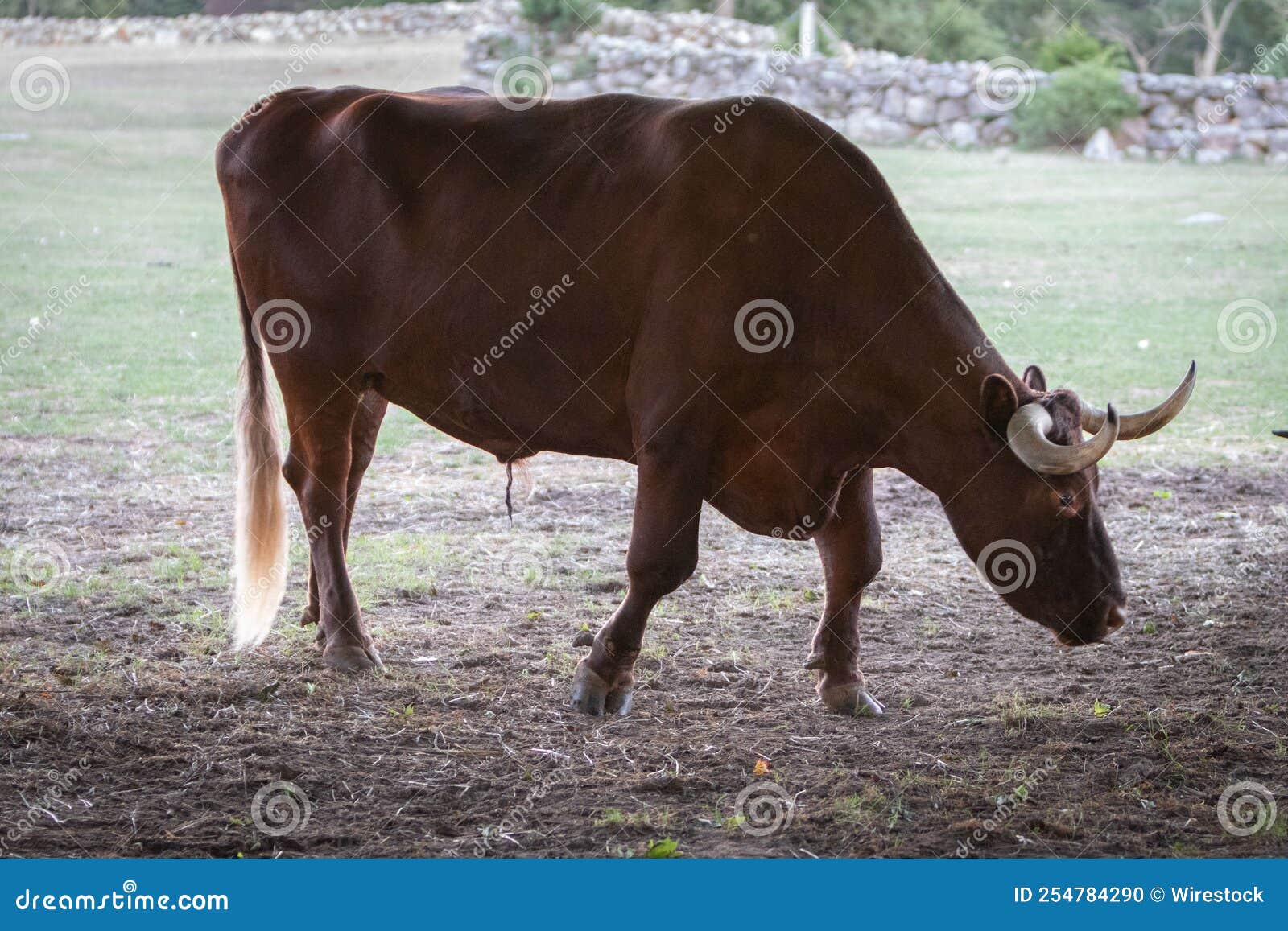 Bulls in a field on a farm stock photo. Image of outdoor - 254784290