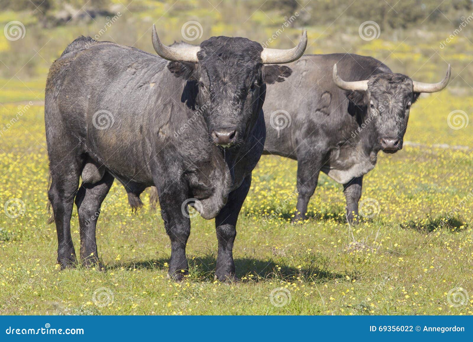 Bulls in a field stock photo. Image of beast, bullfight - 69356022