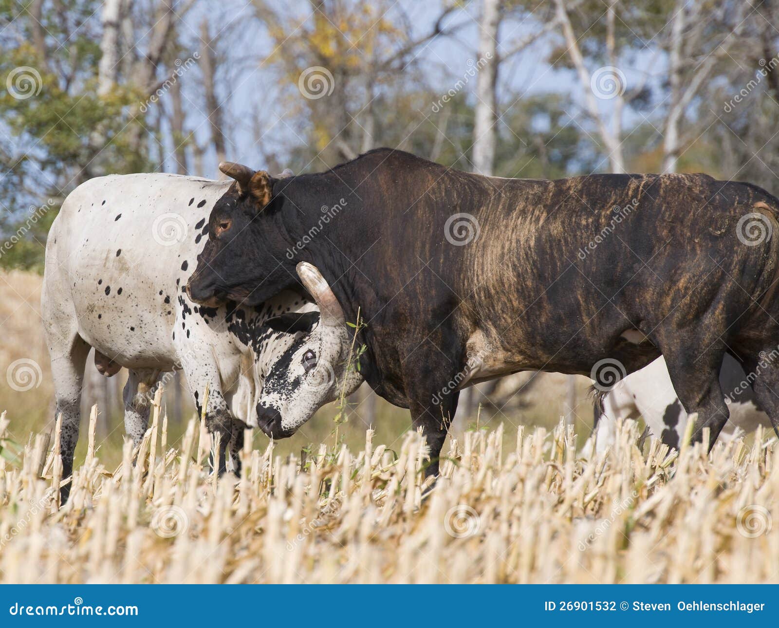 Bulls fighting stock photo. Image of bovine, bull, rodeo - 26901532