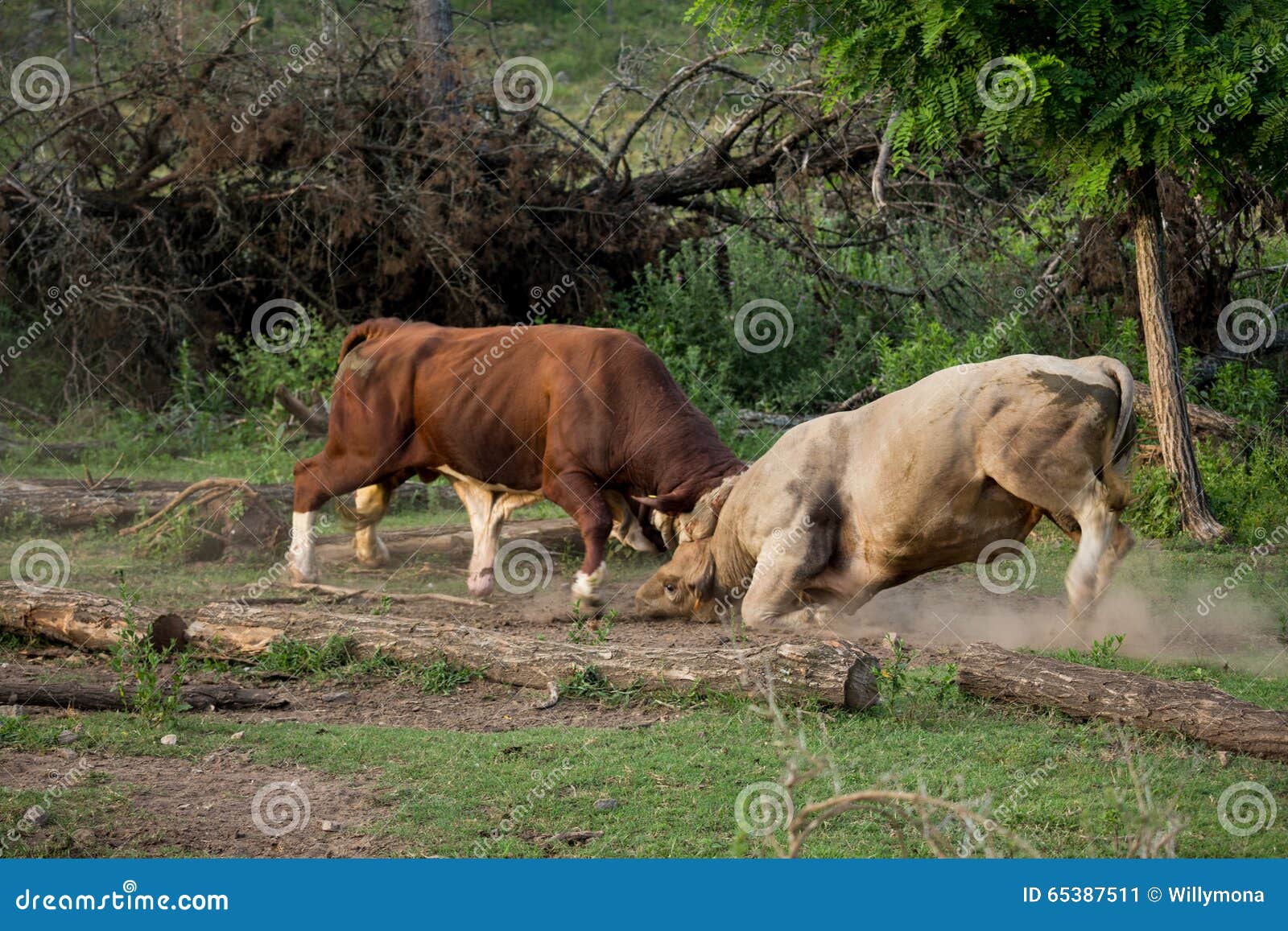 Bulls fighting stock image. Image of fight, forest, force - 65387511