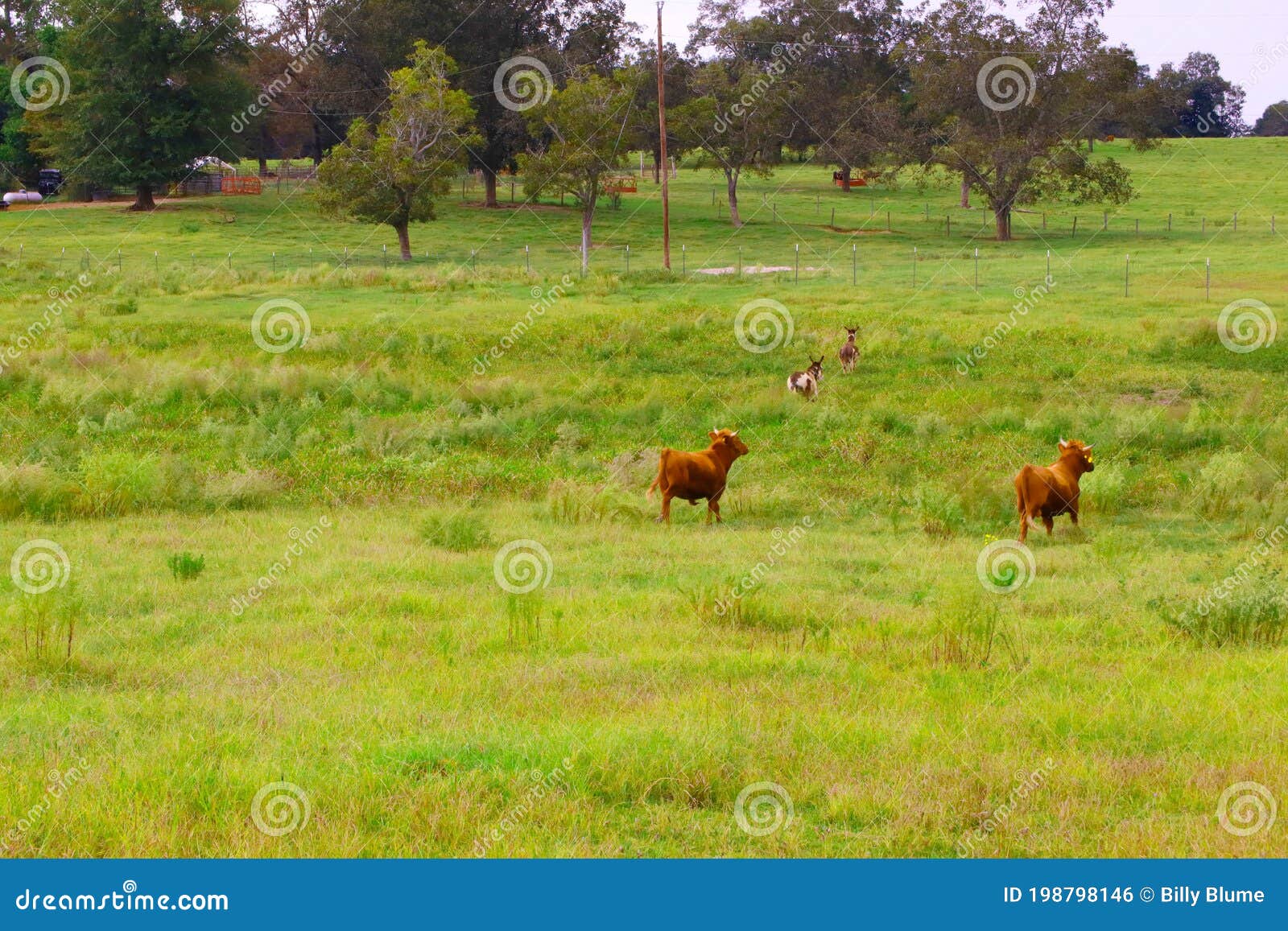Bulls in a pasture stock photo. Image of running, country - 198798146