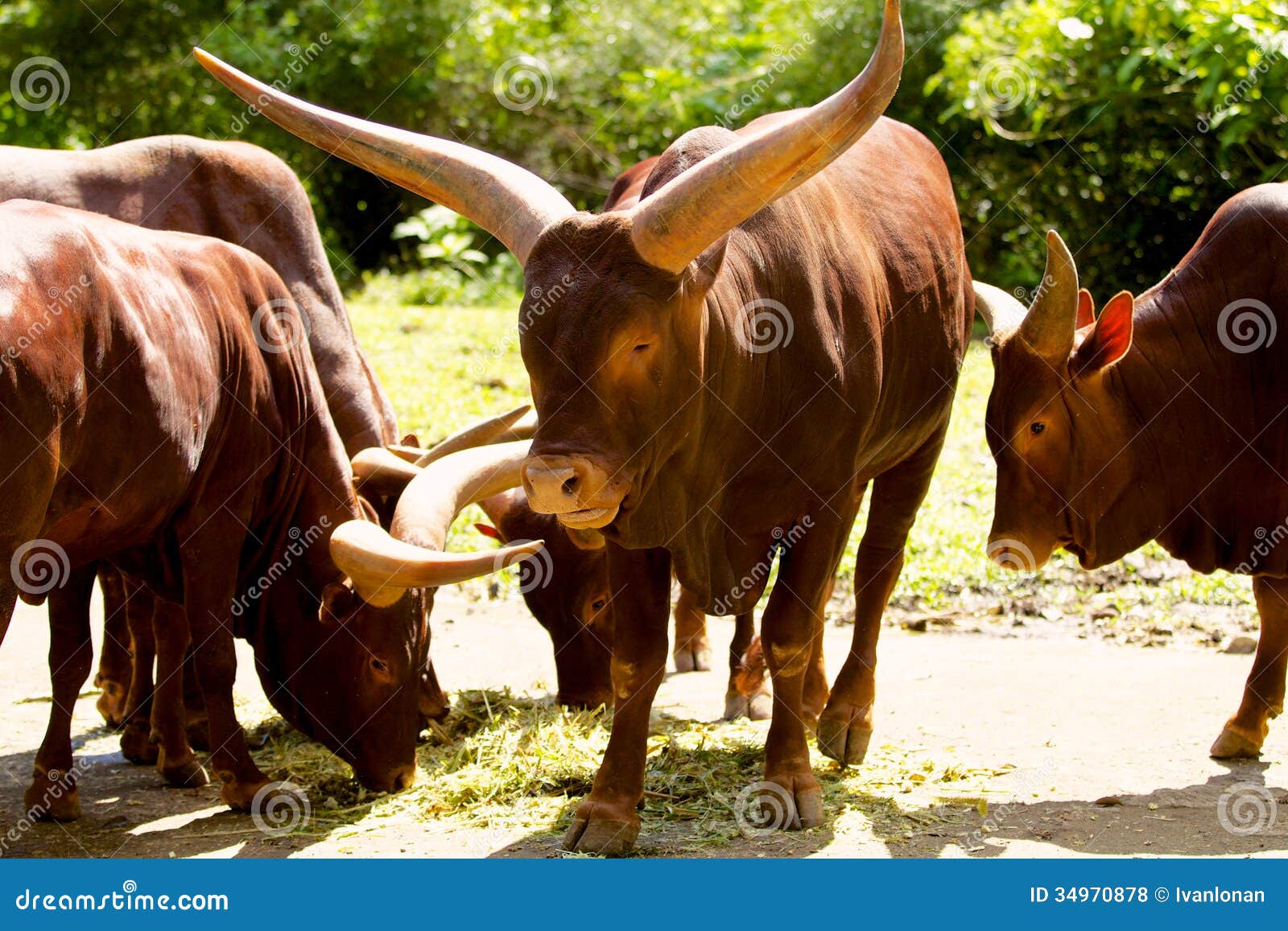 The Bulls stock photo. Image of rainforest, horned, antlers - 34970878