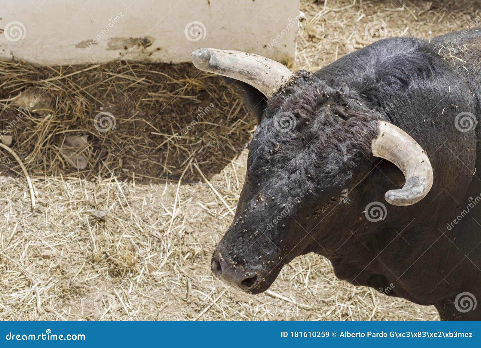 Bulls of Lidia in the Corrals of the Square Editorial Stock Image ...