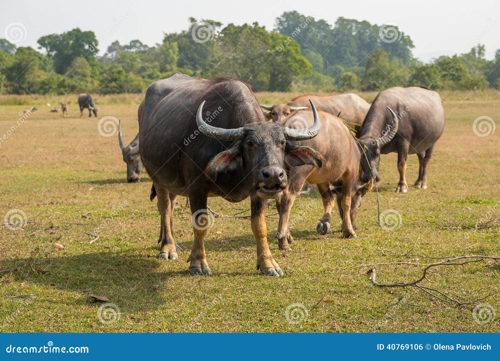 Bulls on pasture stock photo. Image of black, bulls, graze - 40769106