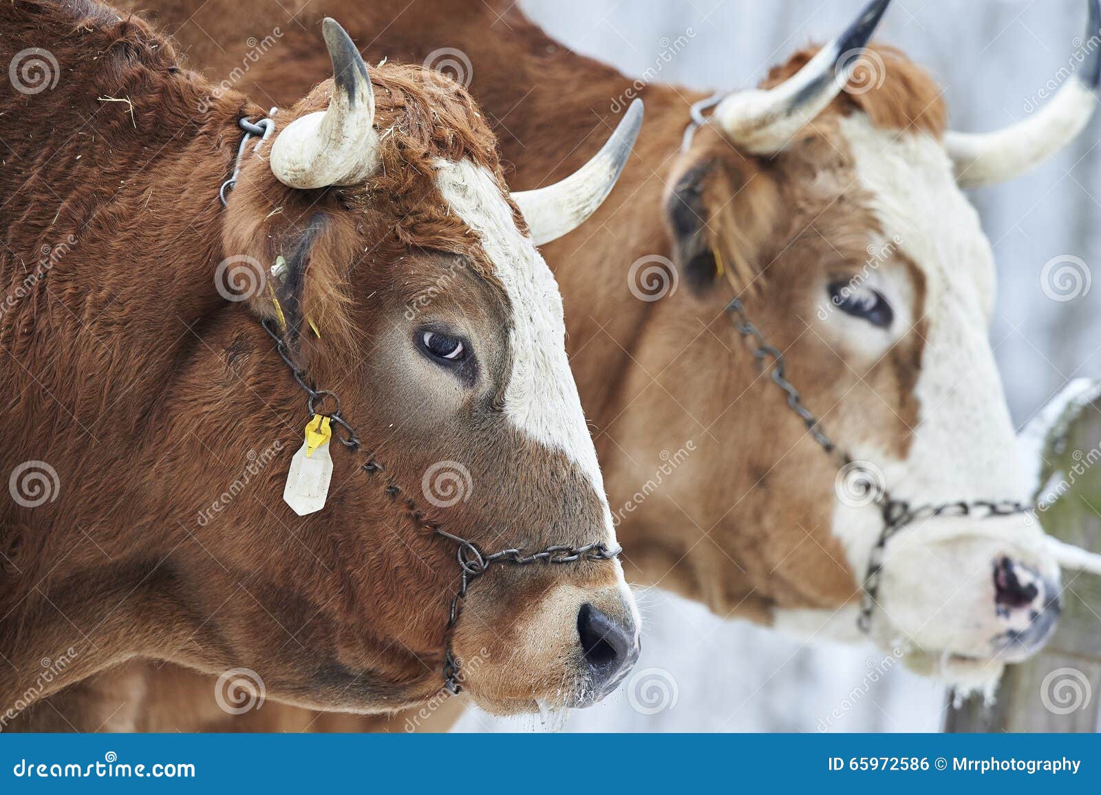 Bulls stock photo. Image of chain, expression, animals - 65972586