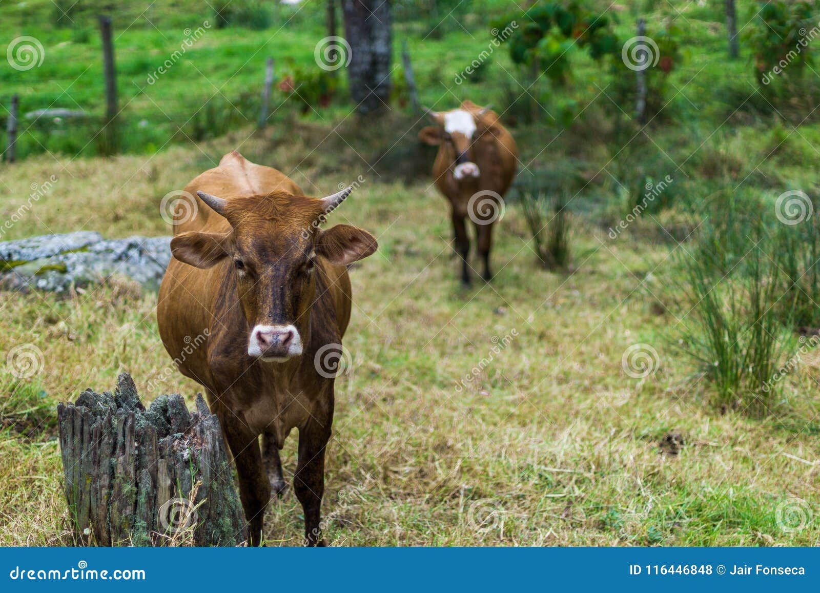 Bulls resting on a farm stock photo. Image of beef, business - 116446848