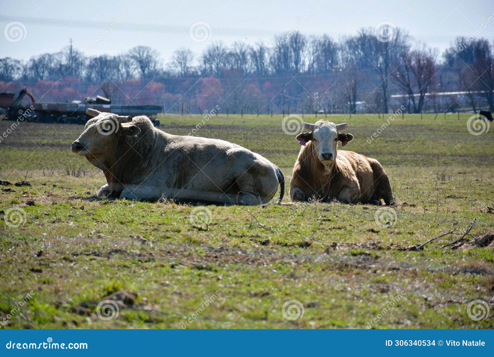 Bulls Resting on a Farm Field. Stock Photo - Image of grass ...