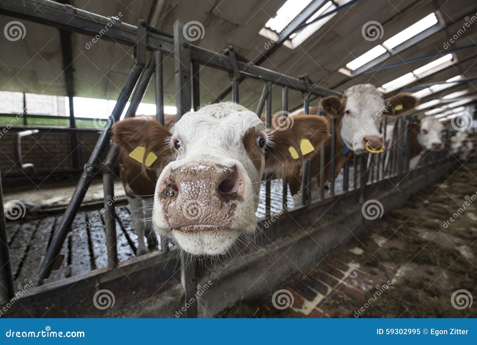 Bulls in a stable stock image. Image of agriculture, dairy - 59302995