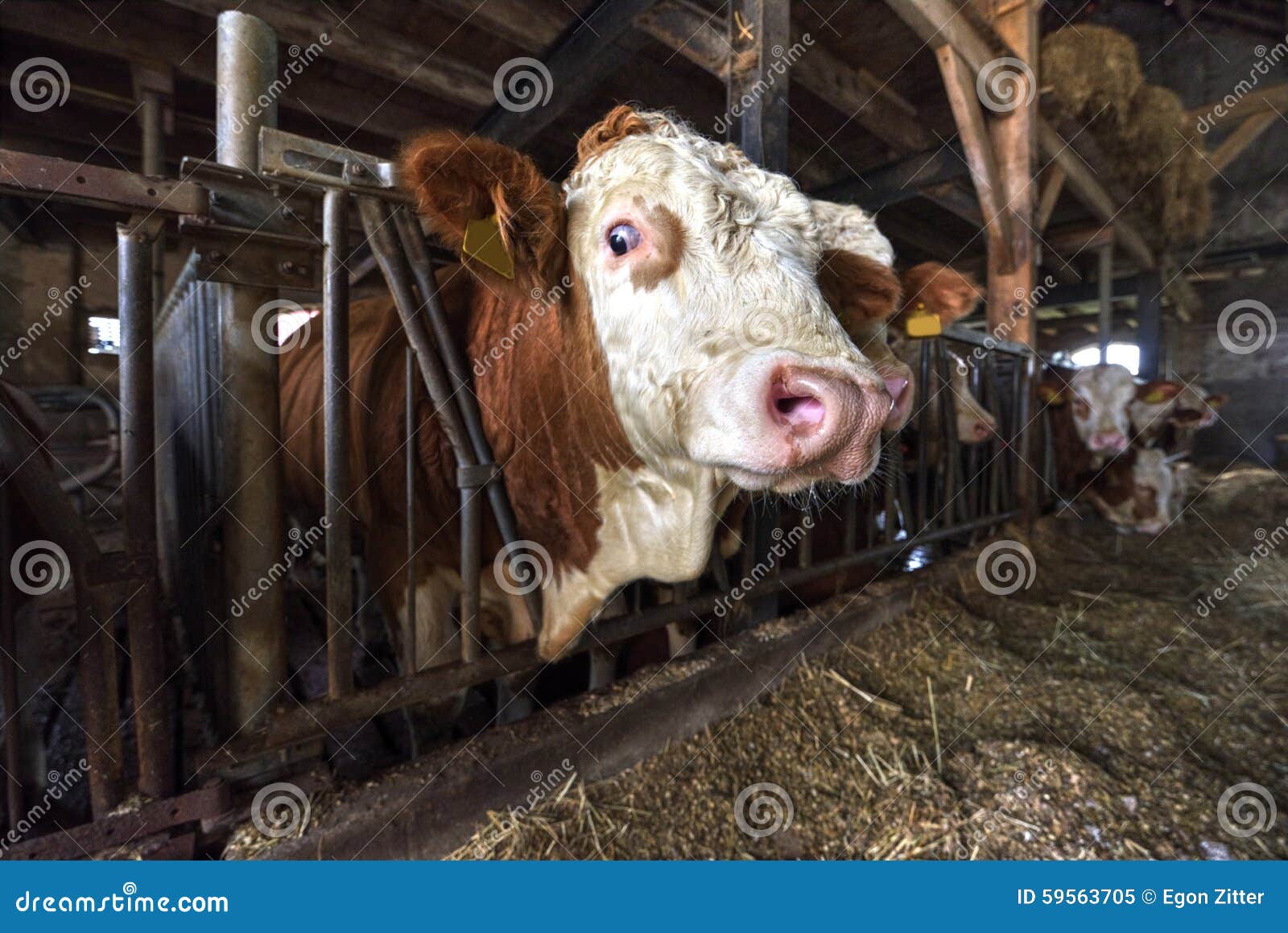 Bulls in a stable stock image. Image of dairy, head, black - 59563705