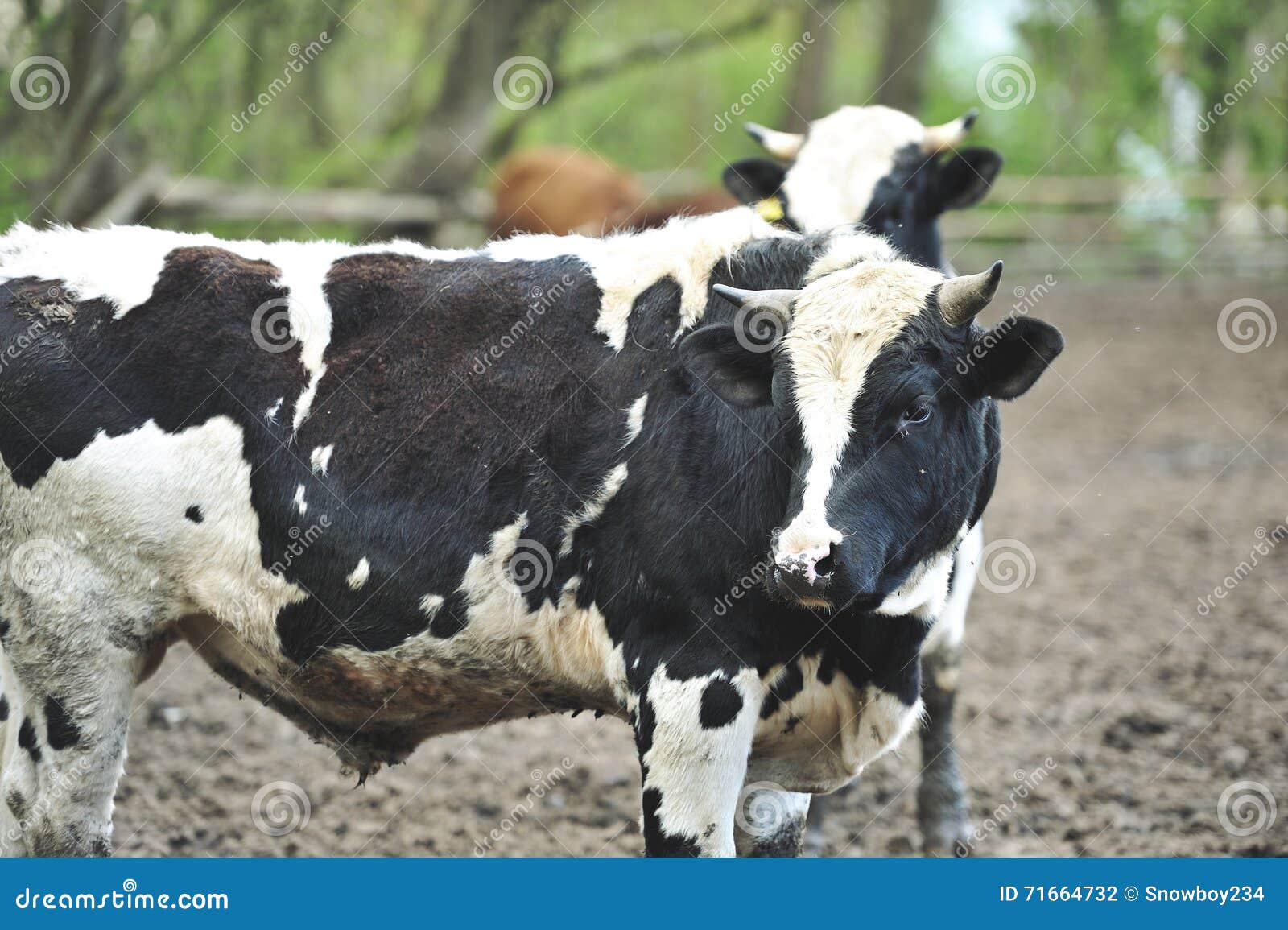Bulls standing in the mud. stock photo. Image of food - 71664732