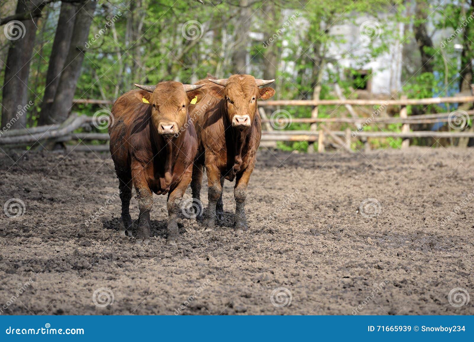 Bulls standing in the mud. stock image. Image of scene - 71665939