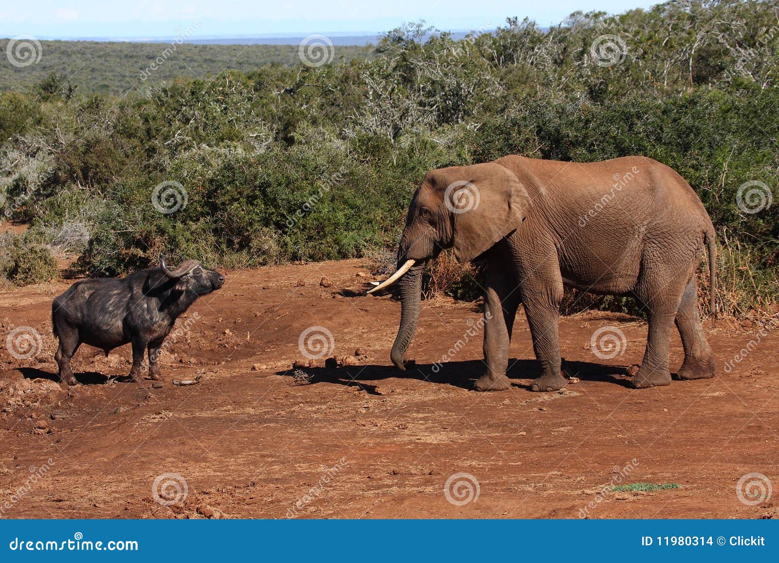 Bulls Staring at Each Other. Stock Photo - Image of boss, huge: 11980314