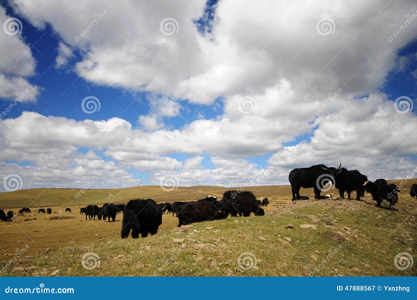 Bulls under blue sky stock image. Image of bulls, animnal - 47888567