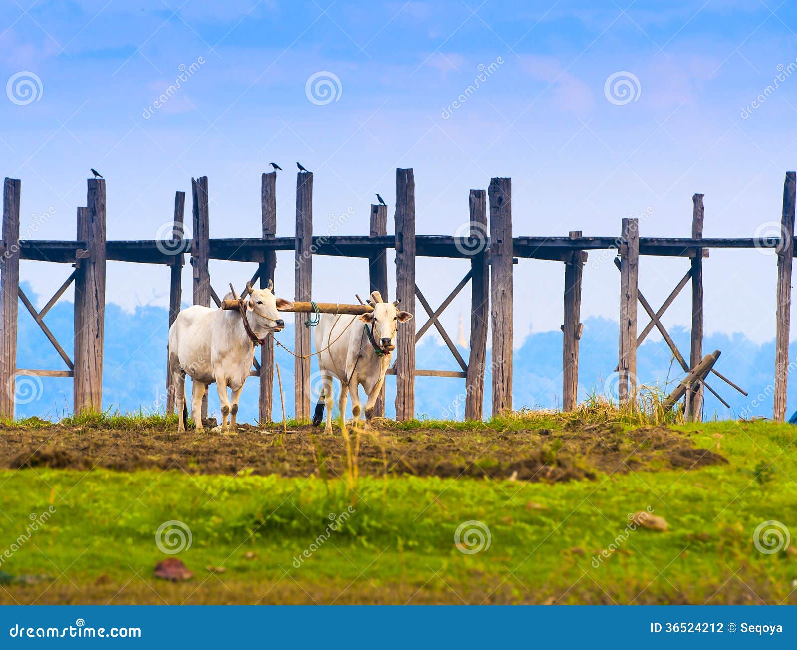 Bulls working in the field stock photo. Image of farmer - 36524212
