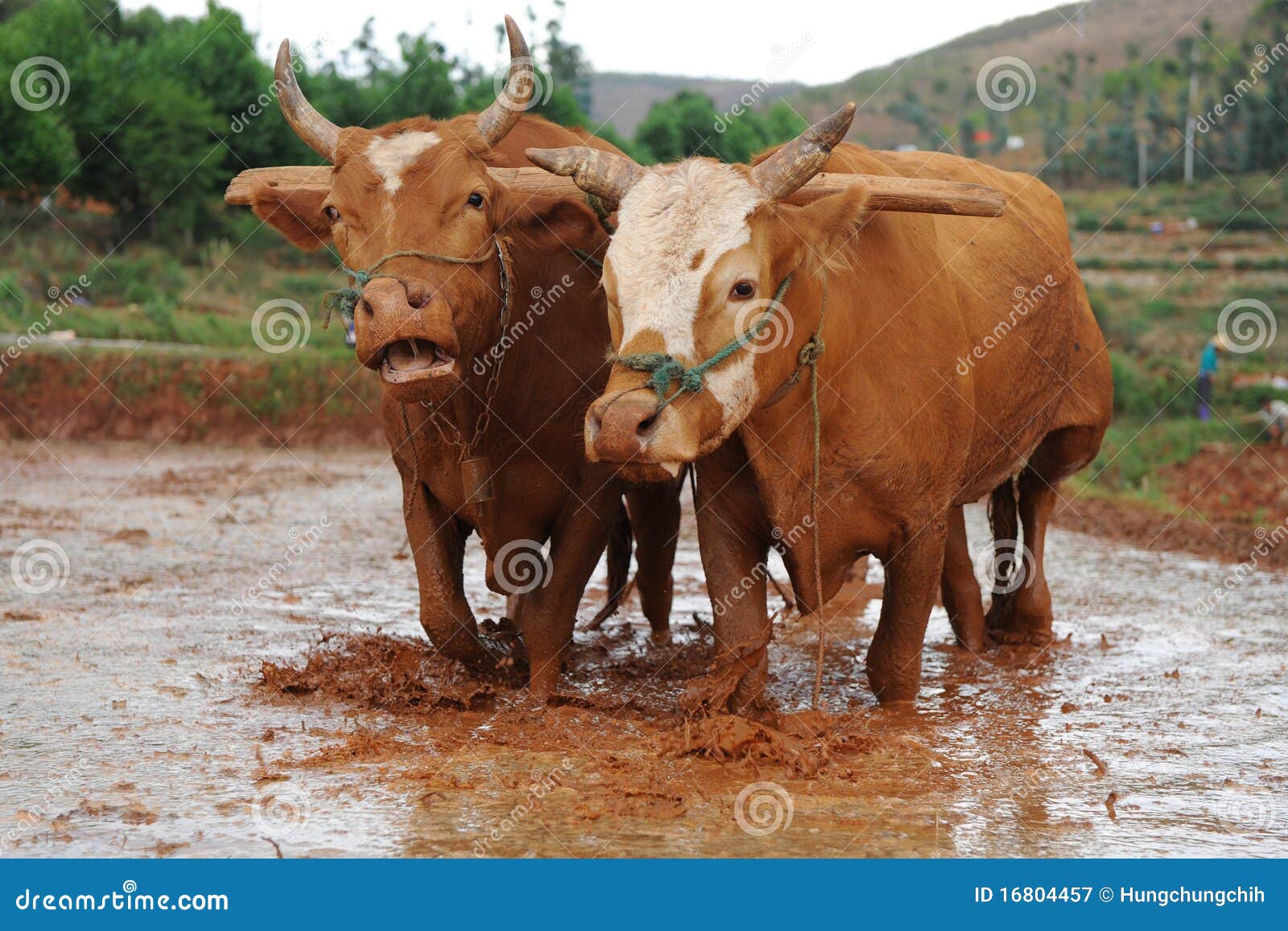 Bulls working on the land stock image. Image of field - 16804457