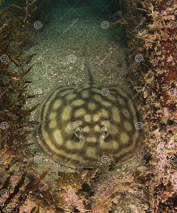 Bullseye Stingray stock photo. Image of gulf, stingray - 10687776