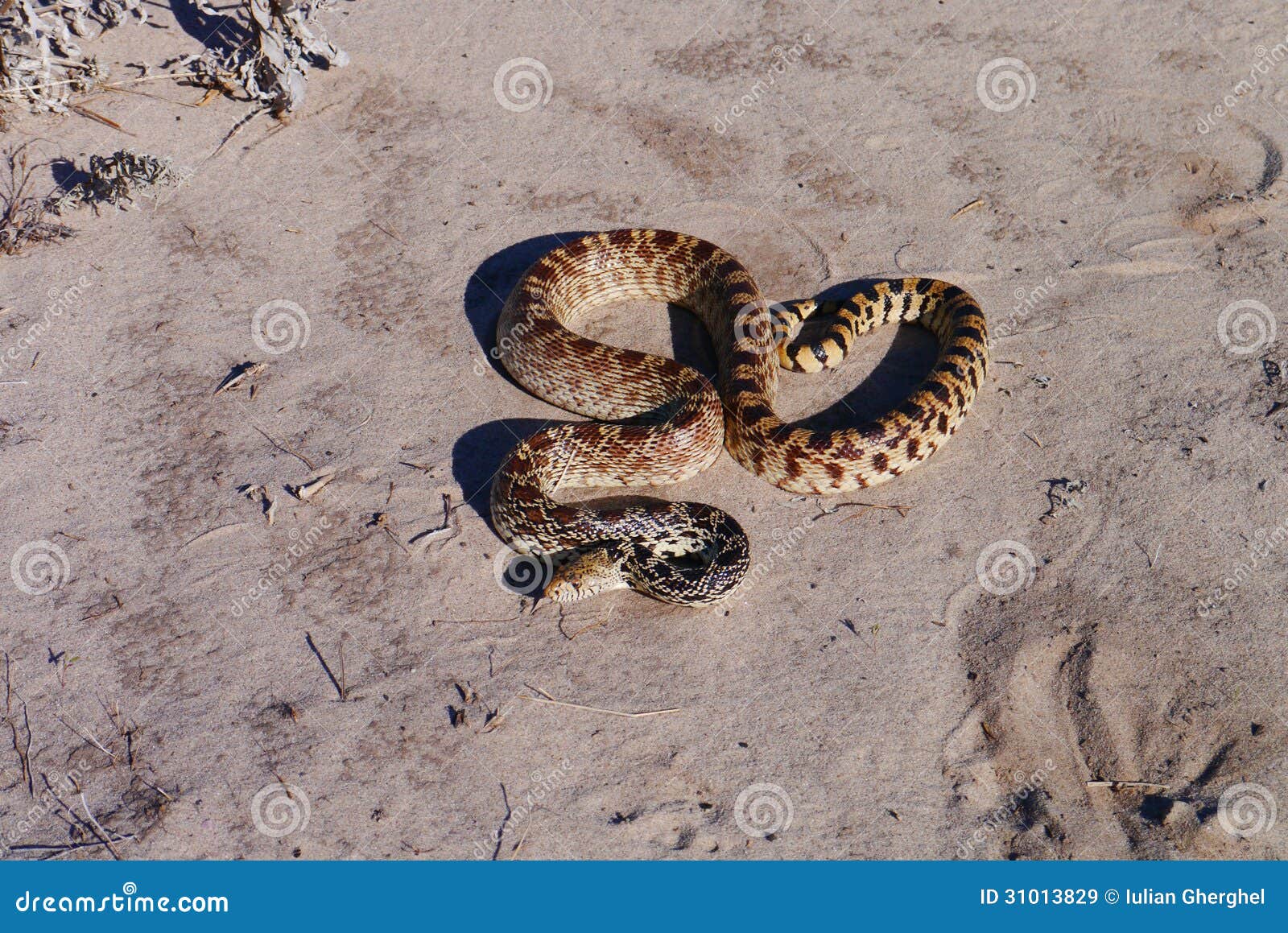 Bullsnake image stock. Image du constricteur, taureau - 31013829
