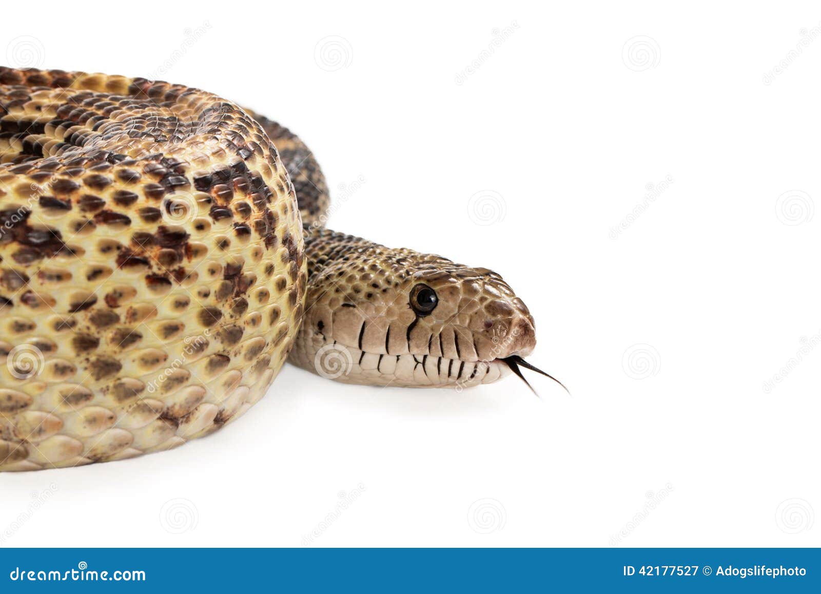 Bullsnake Cropped with Copy Space Stock Image - Image of crawling, shot ...