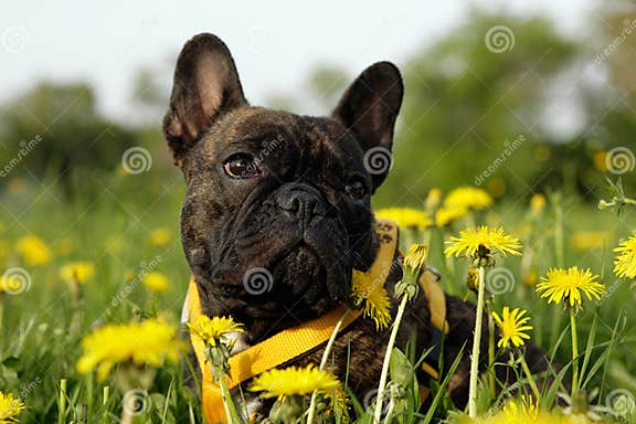 Bully and flowers stock image. Image of nature, brown - 12152183