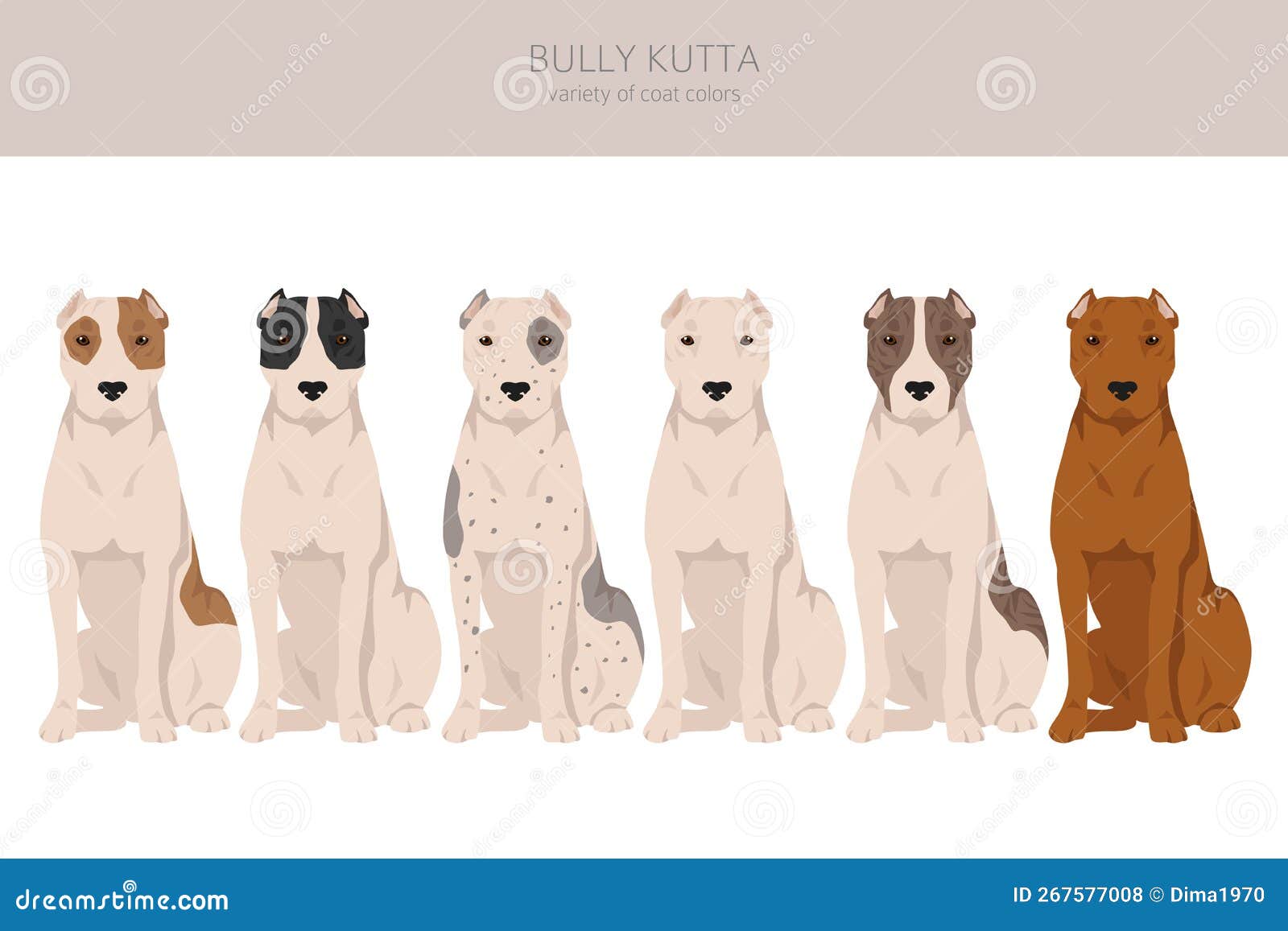 Bully Kutta Clipart. Different Coat Colors and Poses Set Stock Vector ...