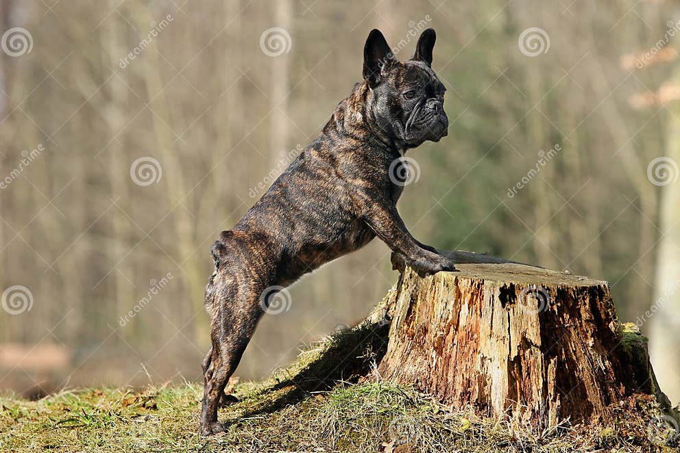 Bully and tree trunk stock image. Image of nature, glad - 12152649