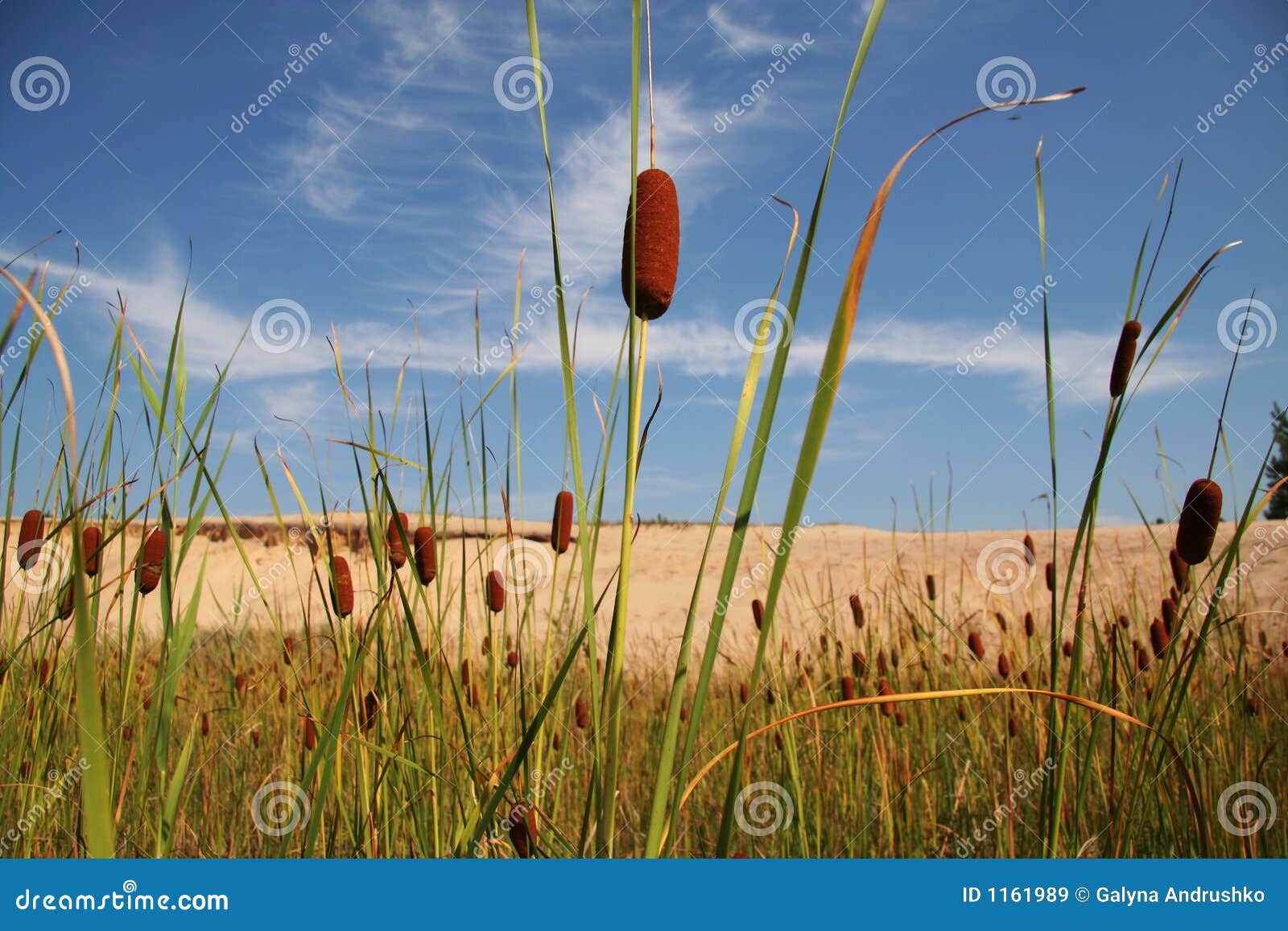 Bulrush stock image. Image of leaf, blue, head, nature - 1161989
