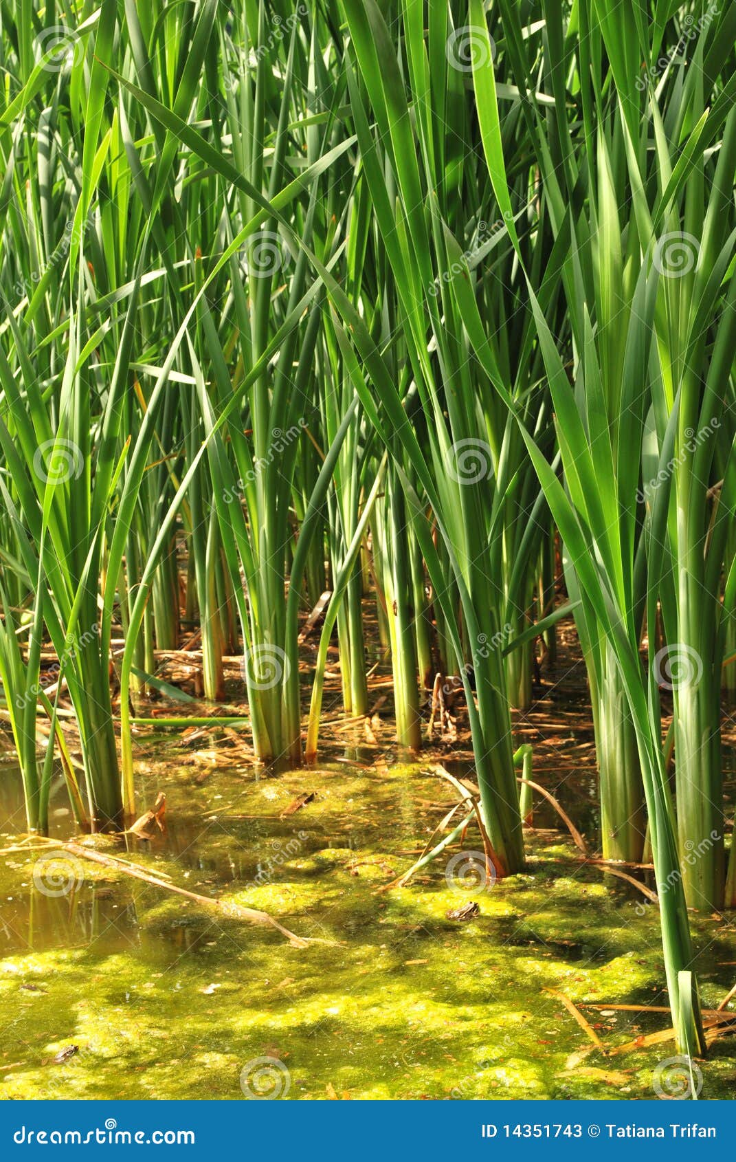 Bulrush stock image. Image of summer, green, edge, park - 14351743