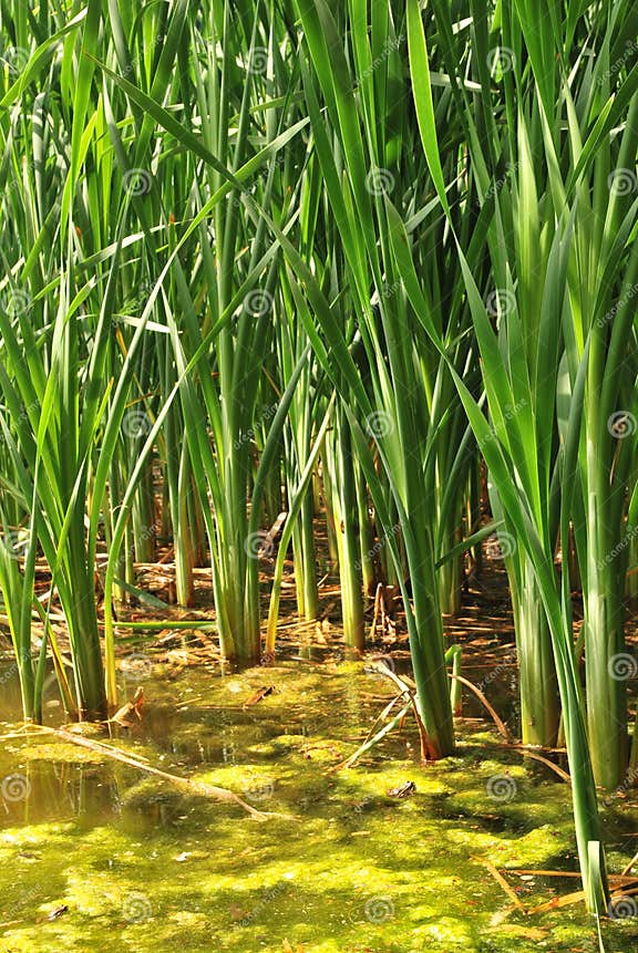 Bulrush stock image. Image of summer, green, edge, park - 14351743
