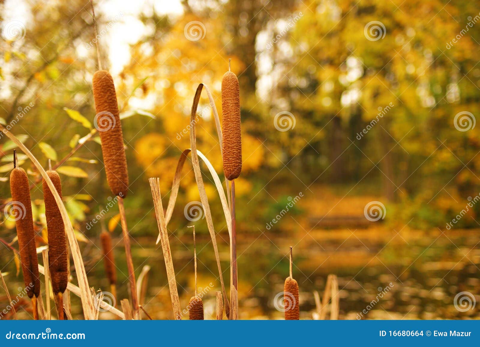 Bulrush stock photo. Image of vegetation, grow, appearance - 16680664