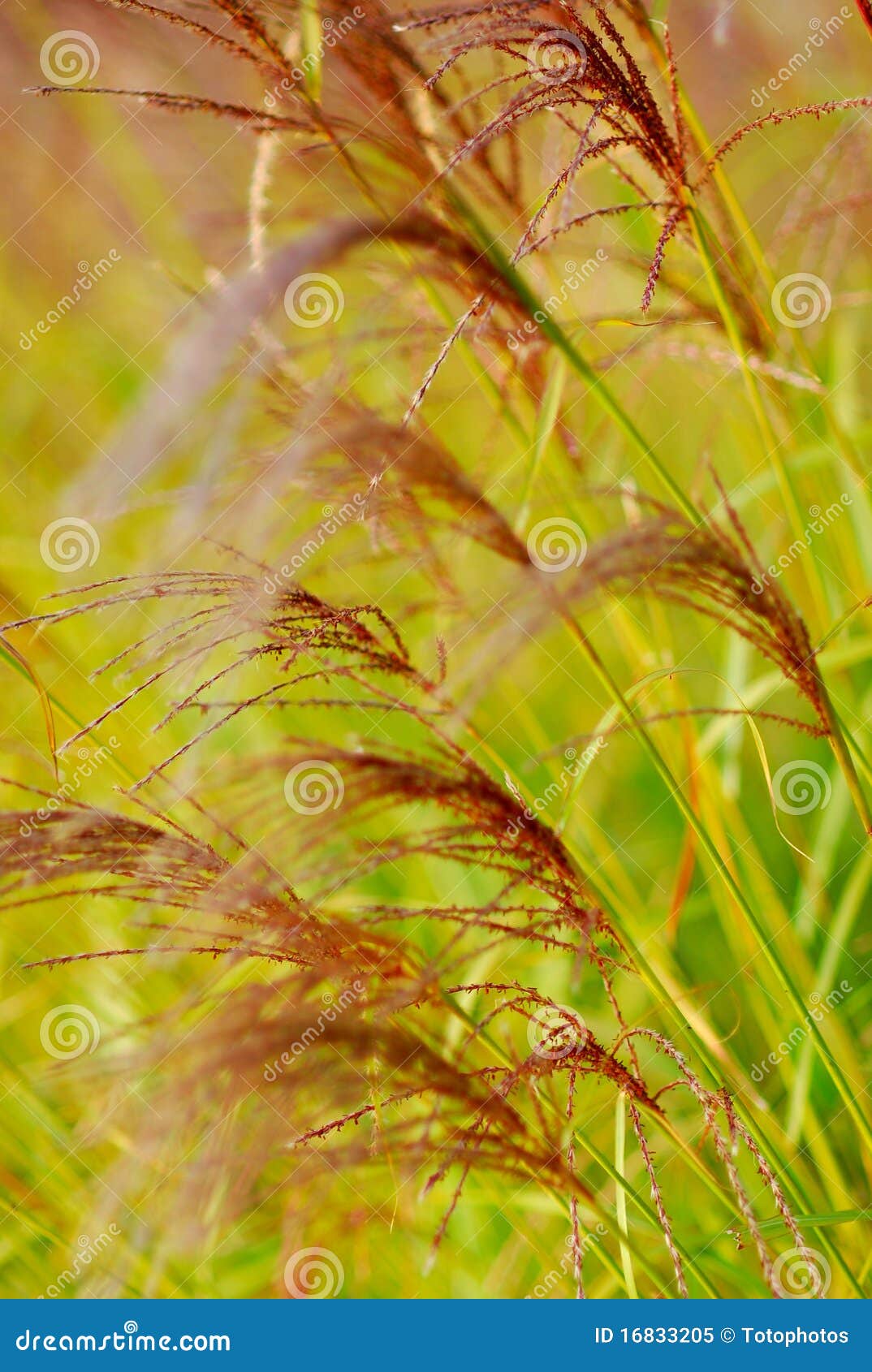 Bulrush stock image. Image of plant, beautiful, bullrush - 16833205