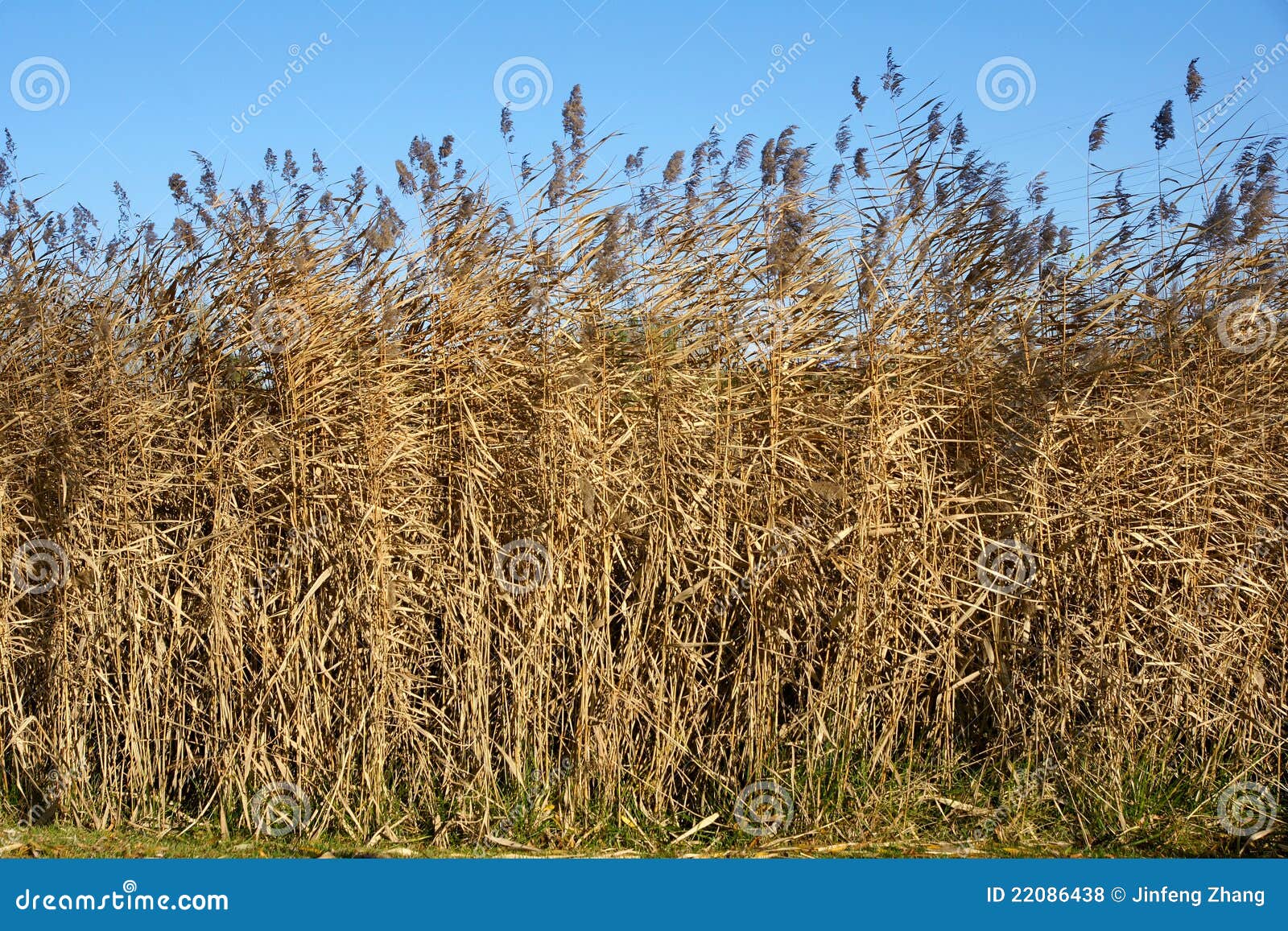 Bulrush stock photo. Image of river, bulrush, late, reed - 22086438