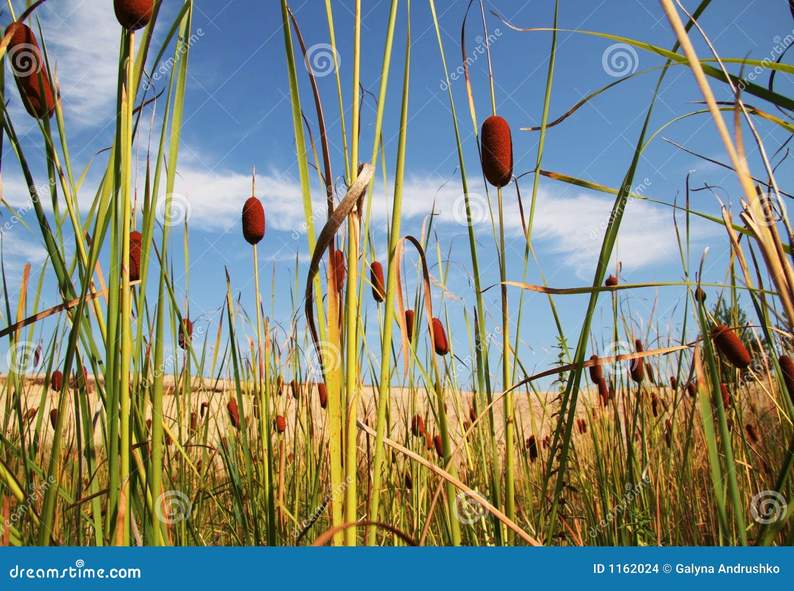 Bulrush_3 stock photo. Image of flower, park, marsh, blue - 1162024