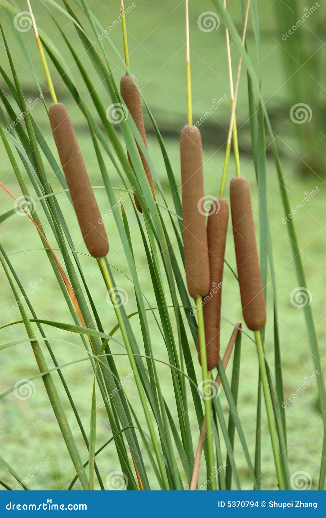 Bulrush stock photo. Image of cattail, pond, botanical - 5370794