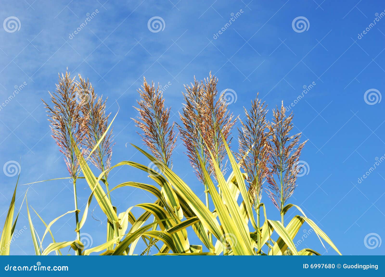 Bulrush stock photo. Image of cespitose, cluster, blue - 6997680