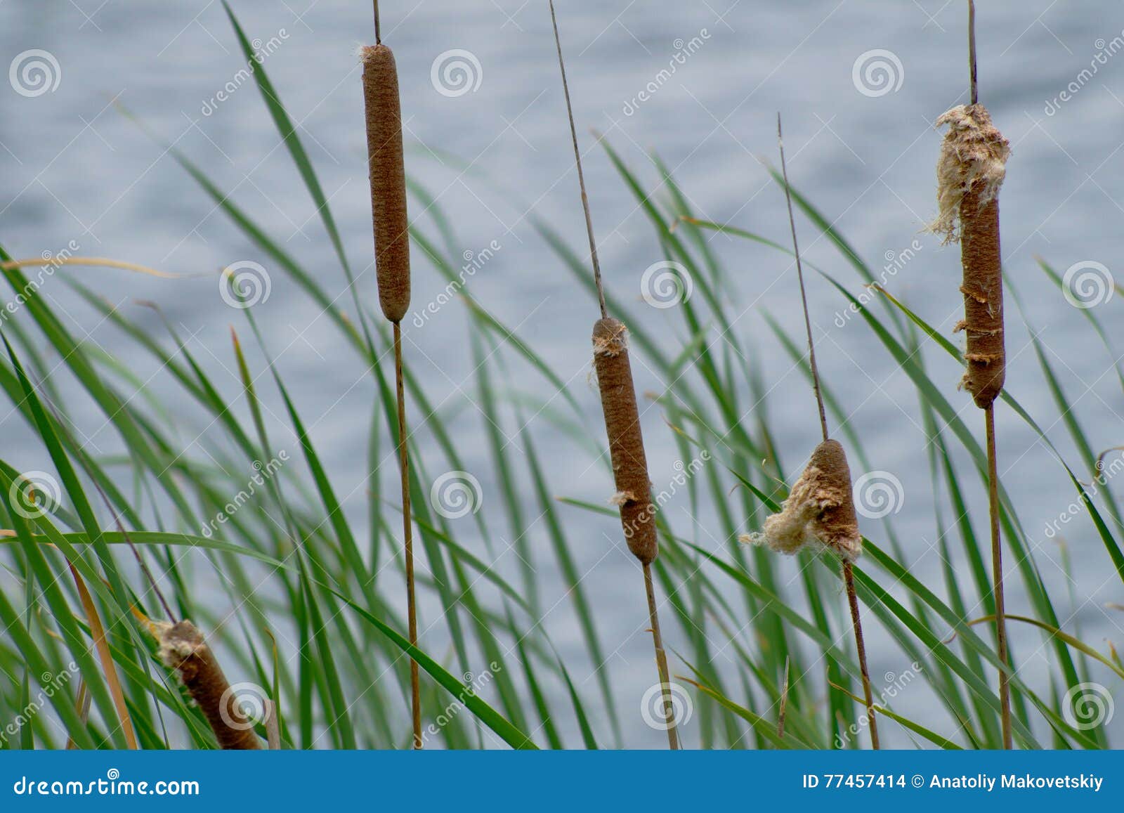 Bulrush arkivfoto. Bild av kust, damm, yttersida, soppa - 77457414