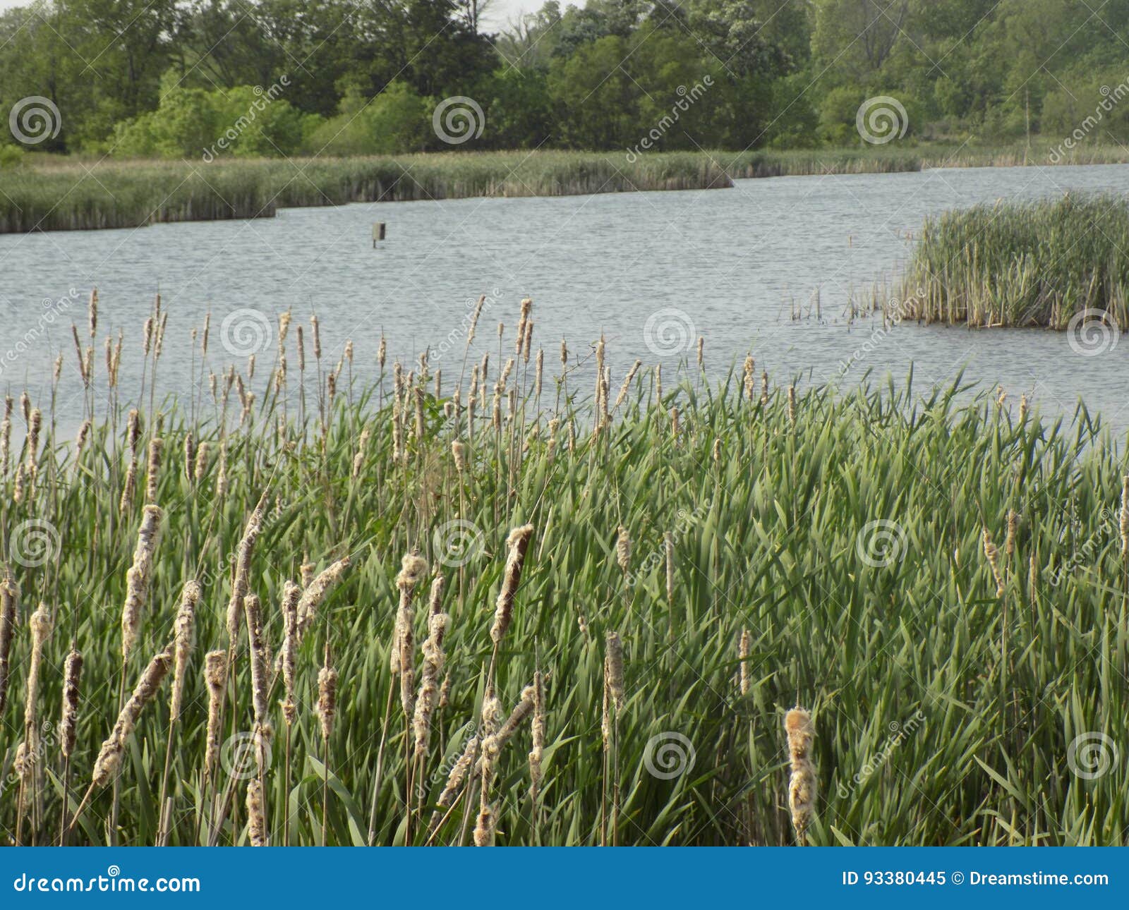 Bulrush, Cattail, Typha Plants on the Lake Stock Image - Image of ...