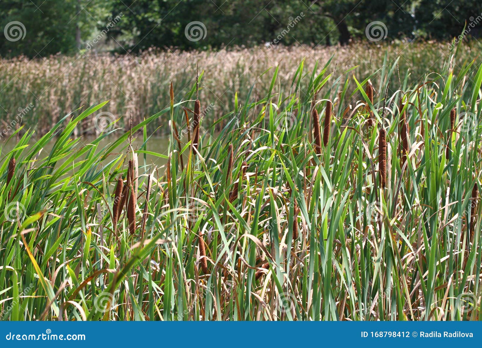 Bulrush, Cattails or Typha Latifolia on a Shore of the Lake Stock Photo ...