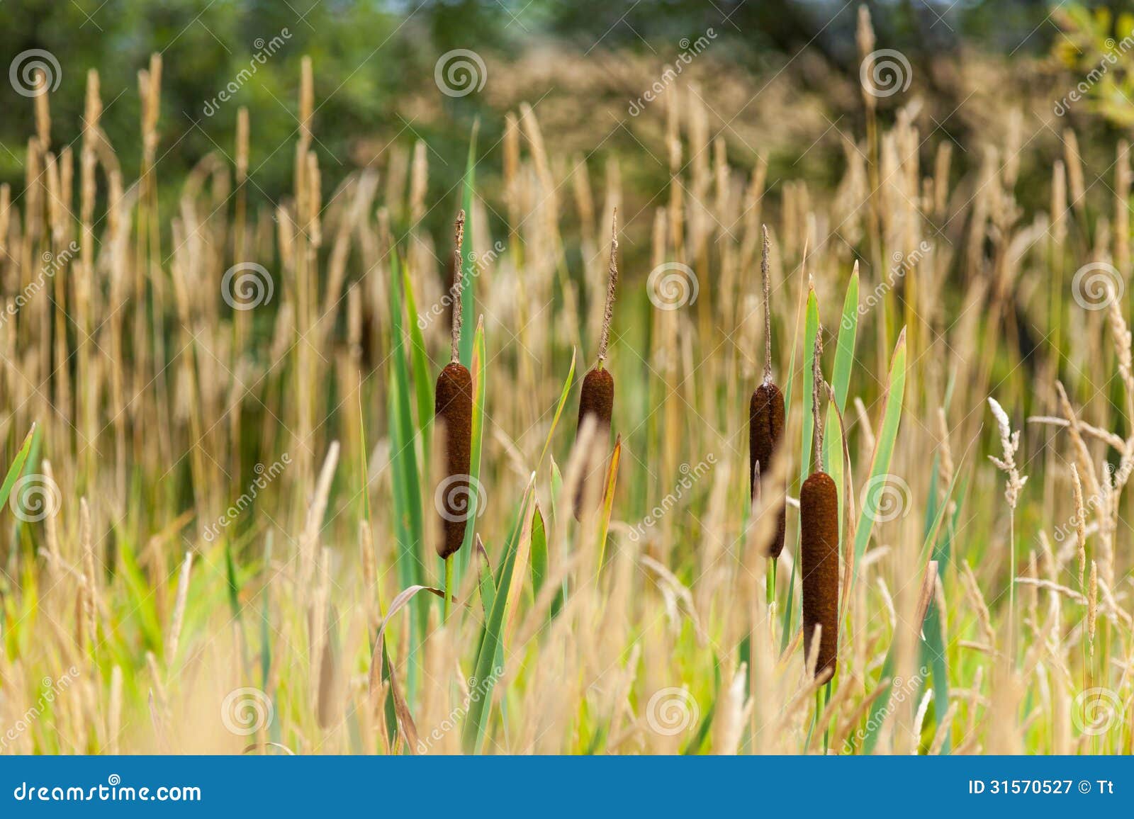 Bulrush stock image. Image of scene, common, typha, bulrush - 31570527