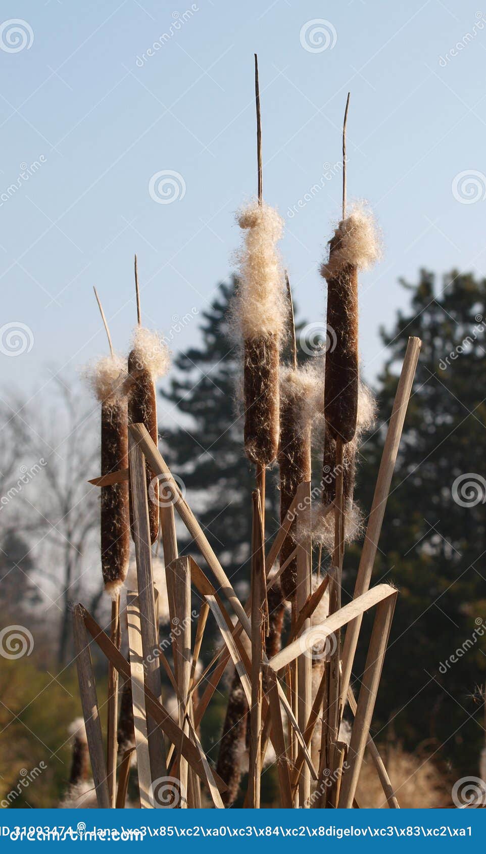 Bulrush flower stock photo. Image of water, autumn, plant - 31993474