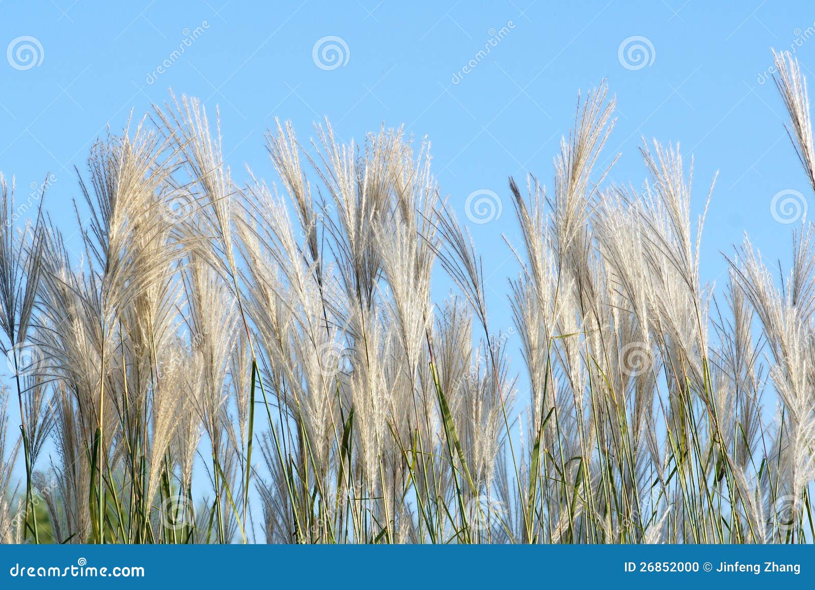 Bulrush flowers stock photo. Image of blooming, aquatic - 26852000