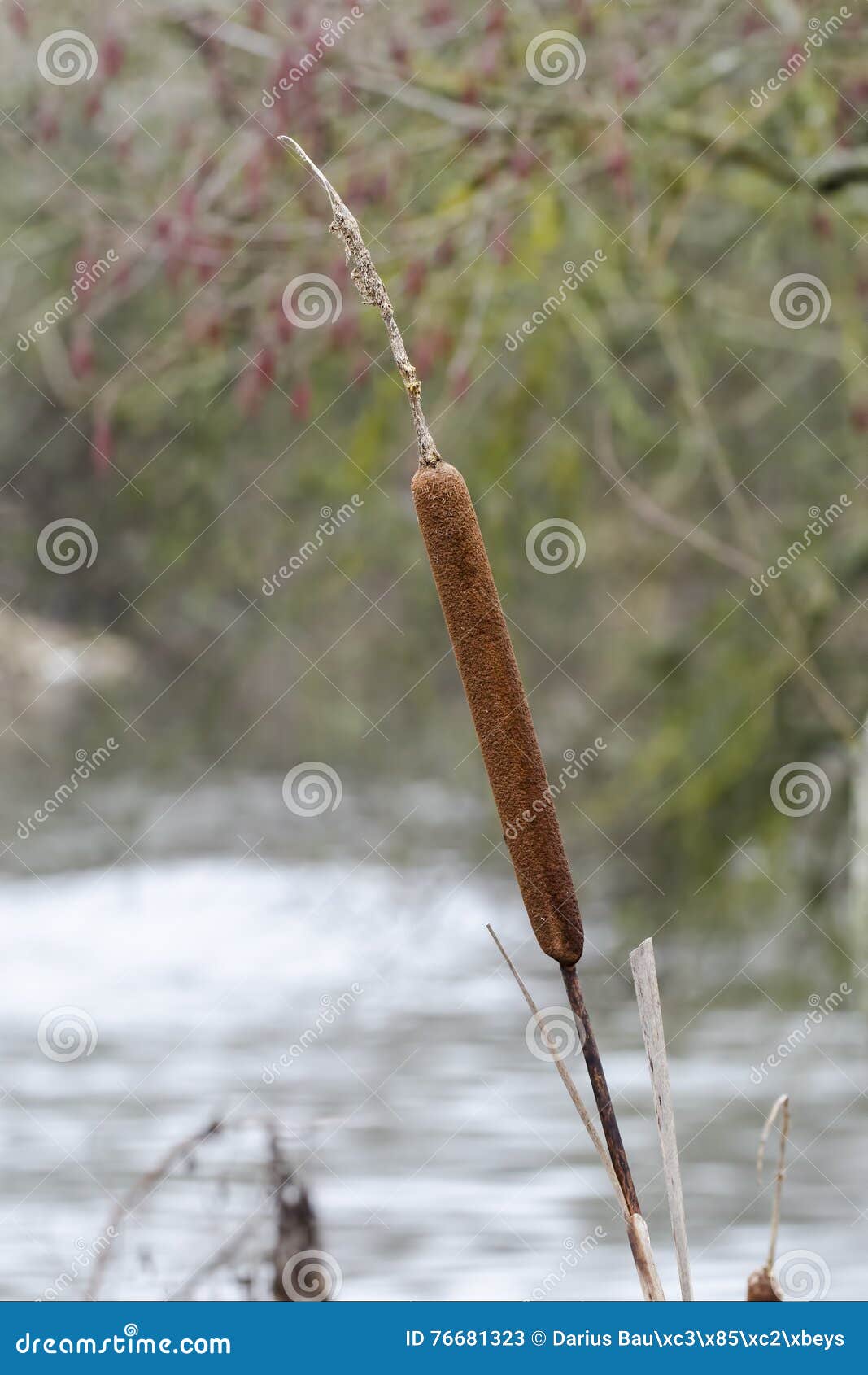 Bulrush stock image. Image of color, herbaceous, herb - 76681323
