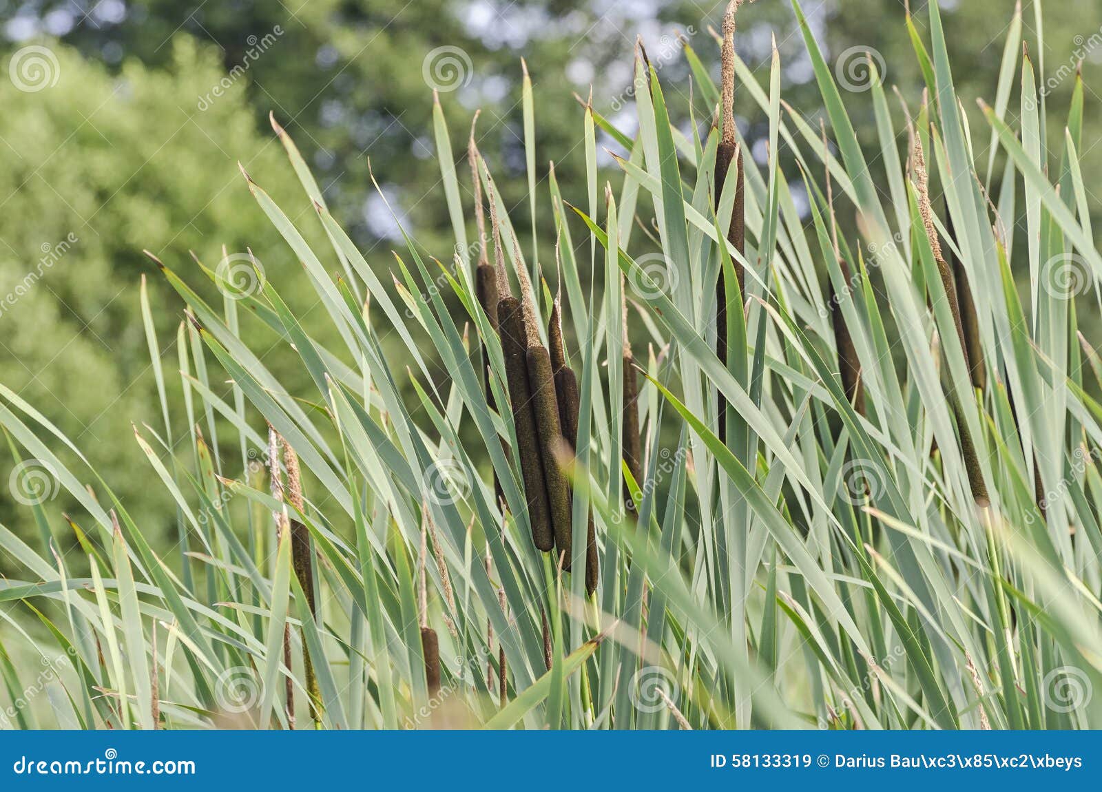 Bulrush stock image. Image of brown, grass, mace, background - 58133319