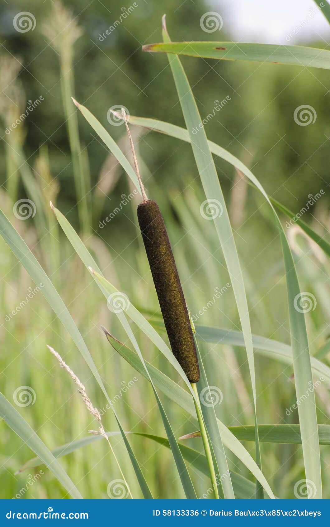 Bulrush stock photo. Image of botanical, cane, herb, life - 58133336